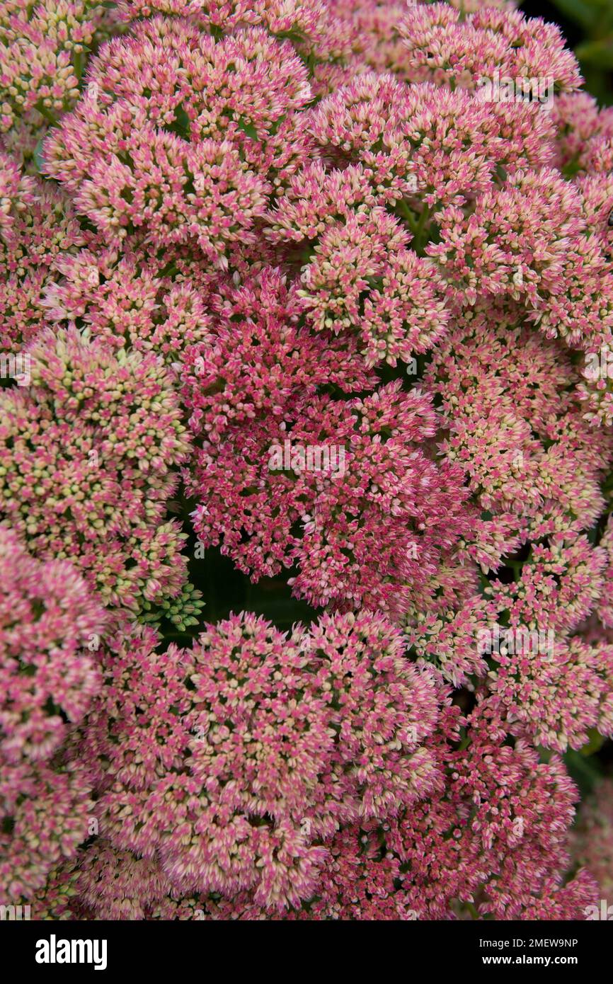 Sedum Herbstfreude Group Stock Photo - Alamy
