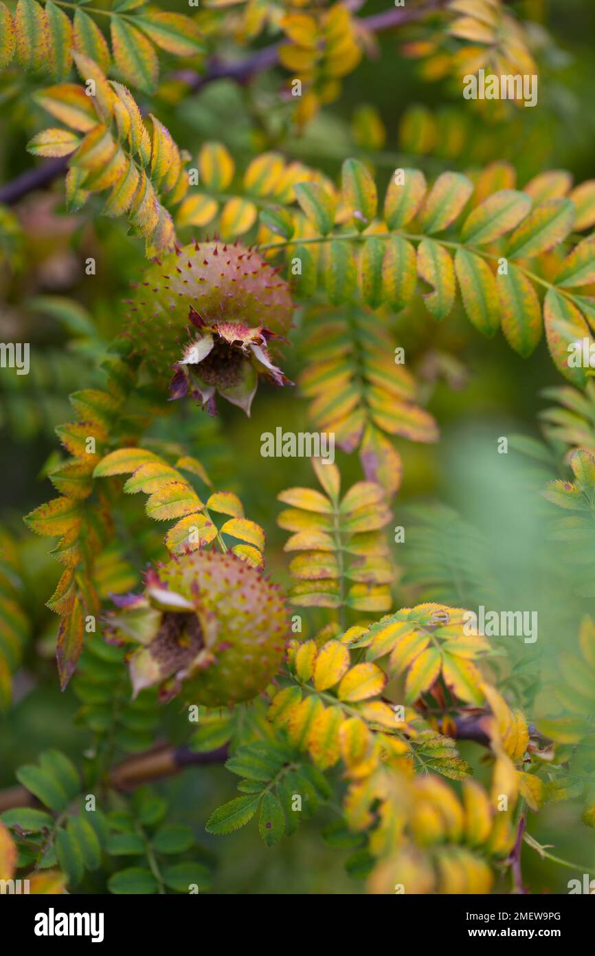 Rose rosa roxburghii hi-res stock photography and images - Alamy