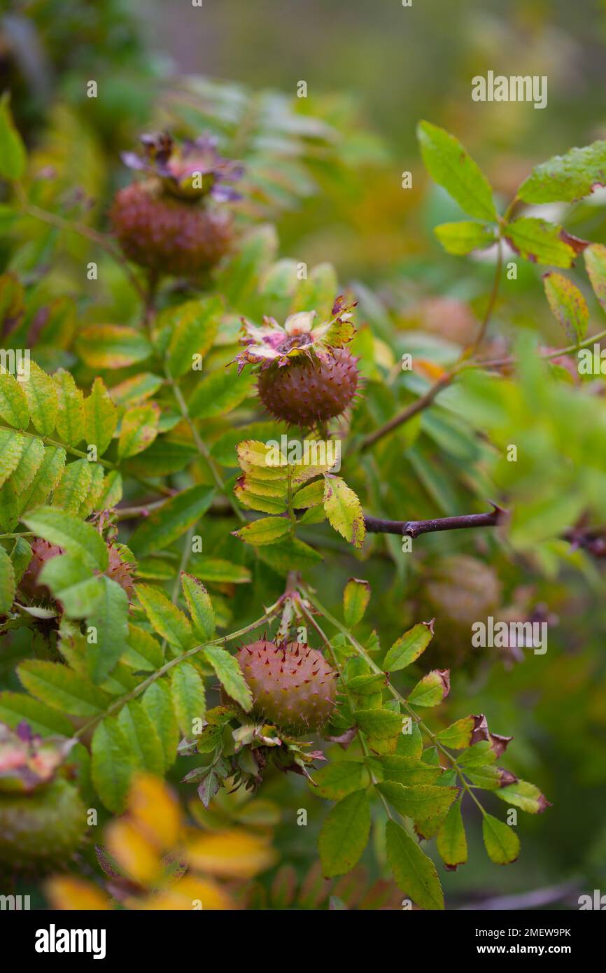 Rose roxburghii hi-res stock photography and images - Alamy