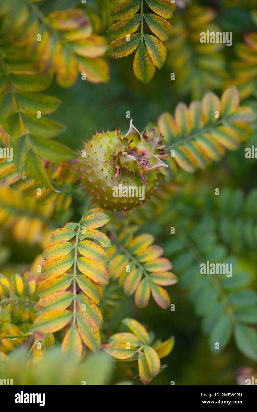 Rose rosa roxburghii hi-res stock photography and images - Alamy