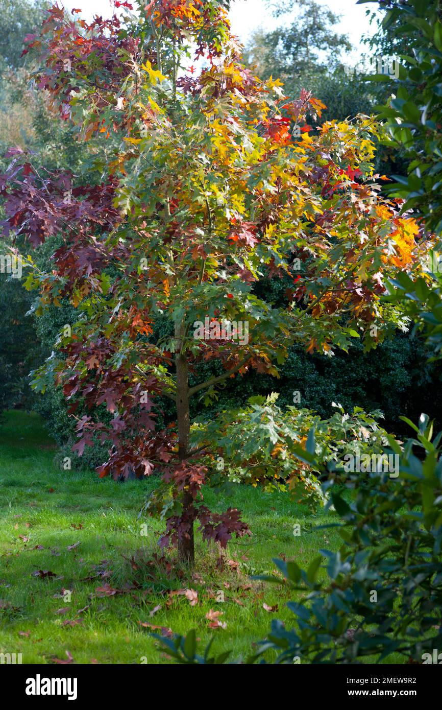 Quercus velutina hi-res stock photography and images - Alamy