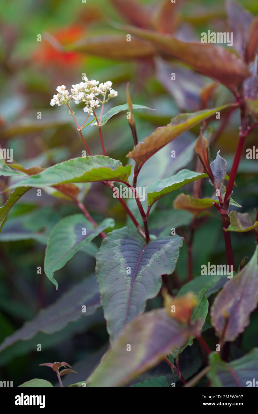 Persicaria microcephala 'Red Dragon' Stock Photo - Alamy