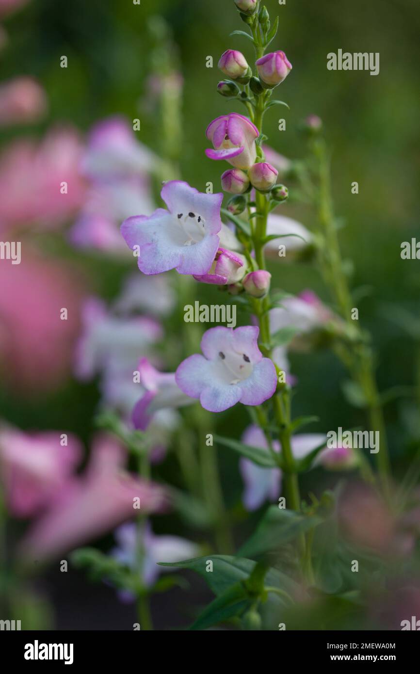 Osprey plant hi-res stock photography and images - Alamy