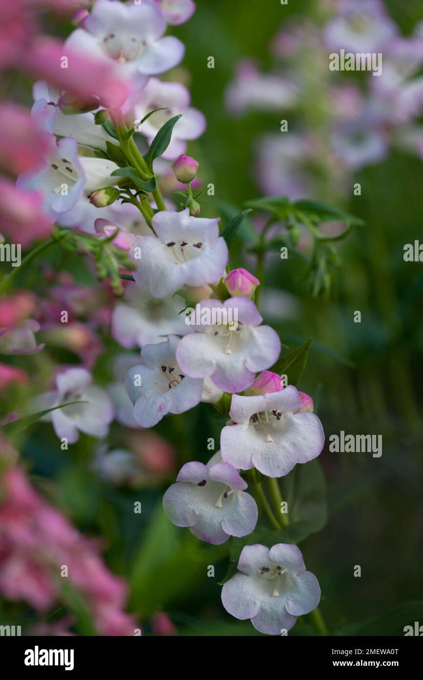 Penstemon osprey hi-res stock photography and images - Alamy