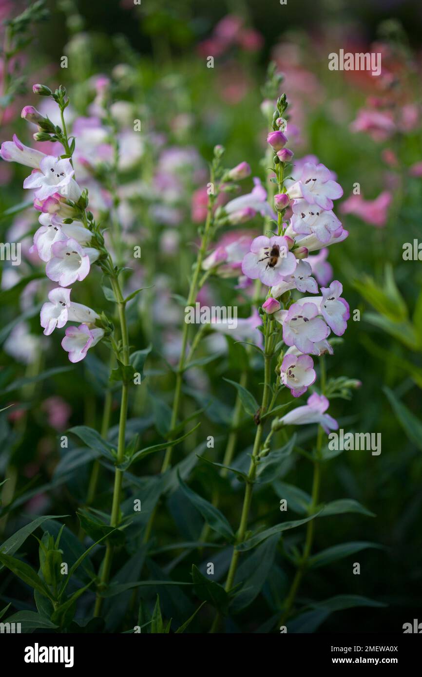 Penstemon osprey hi-res stock photography and images - Alamy