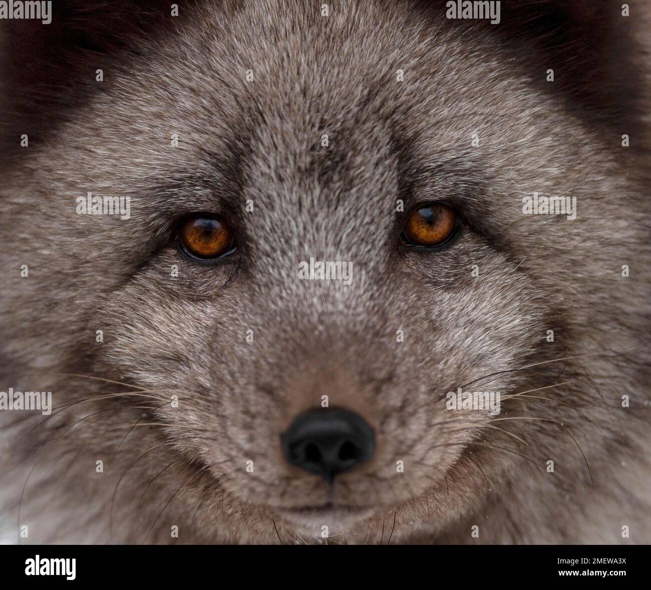 Ice fox, Arctic fox (Alopex lagopus), portrait, captive, Germany Stock ...