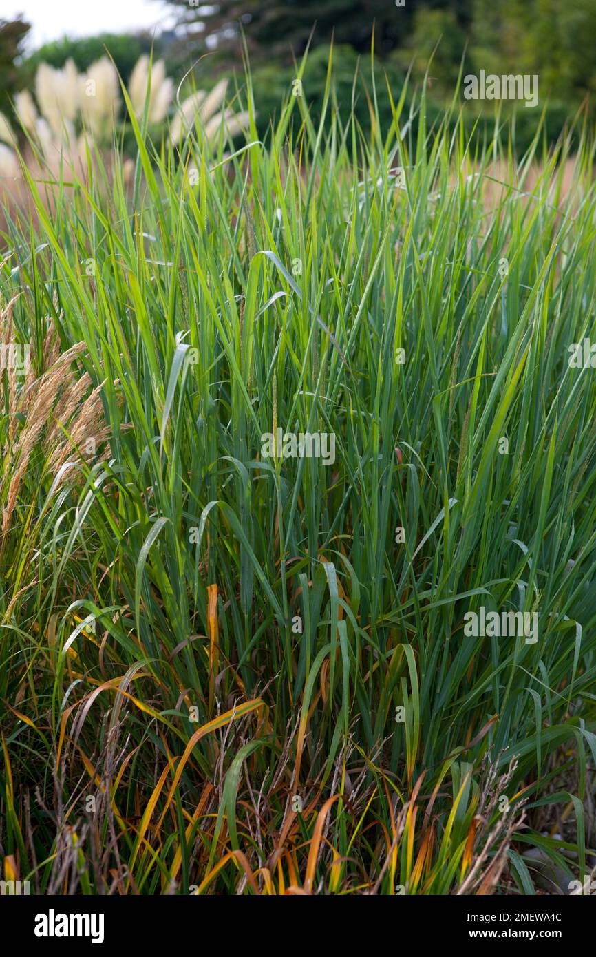 Panicum virgatum 'Dallas Blues' Stock Photo - Alamy