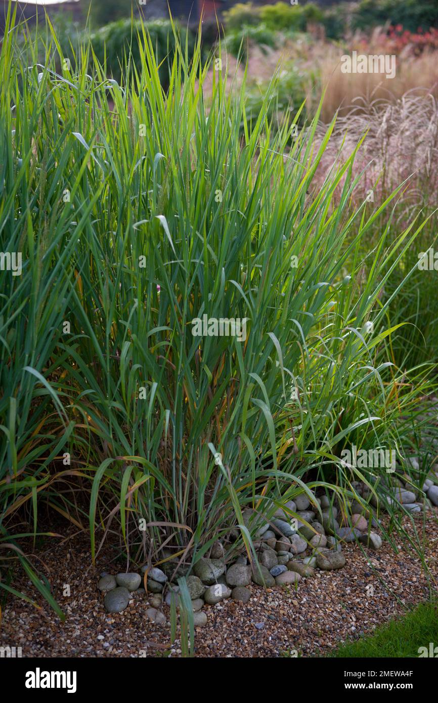 Panicum virgatum 'Dallas Blues' Stock Photo - Alamy