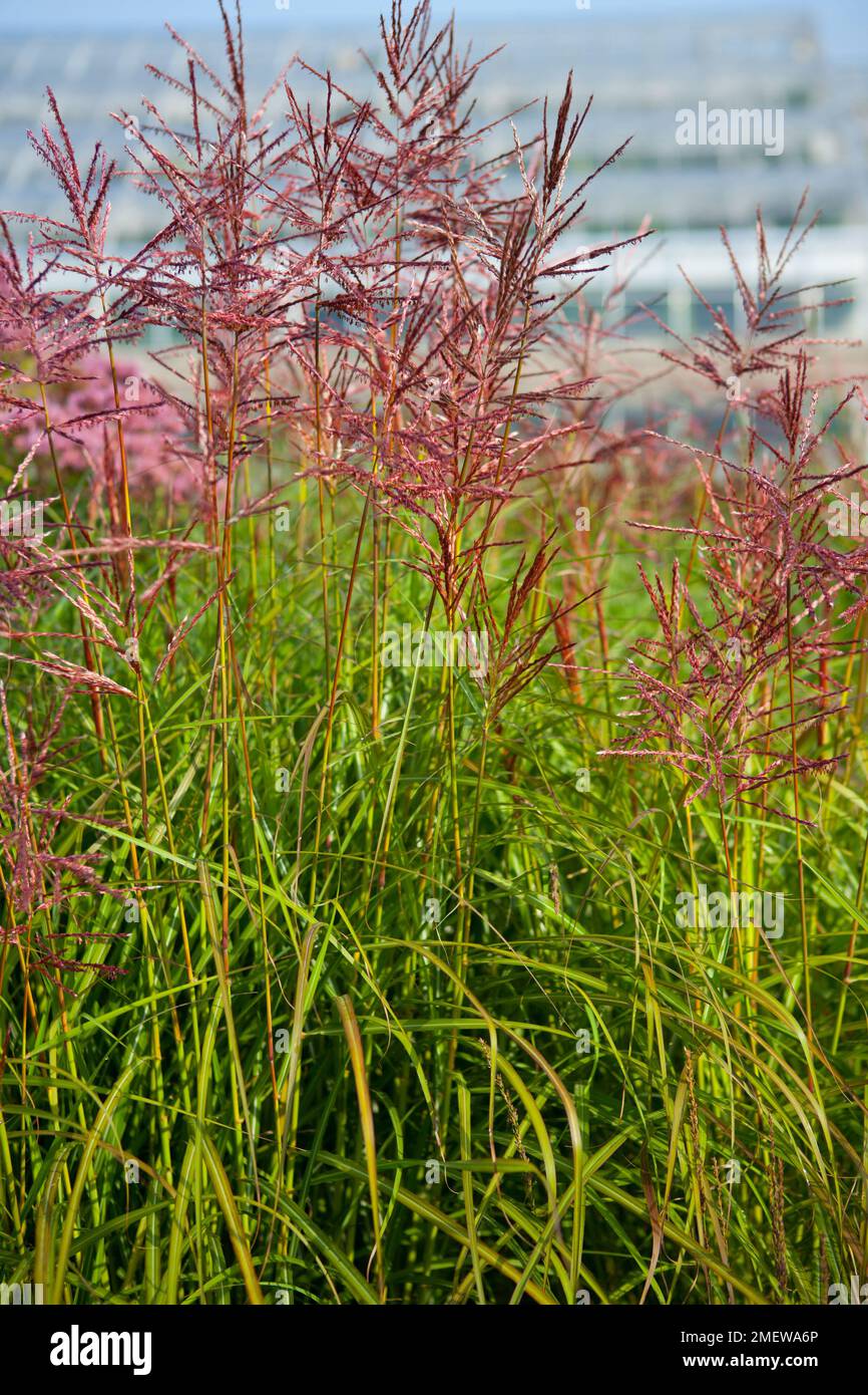 Miscanthus sinensis 'Ferner Osten' Stock Photo - Alamy