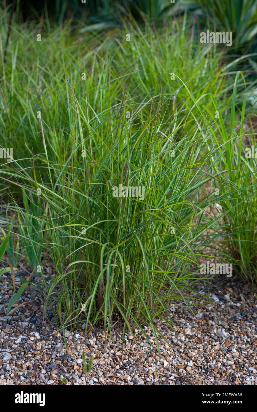 China grass hi-res stock photography and images - Alamy