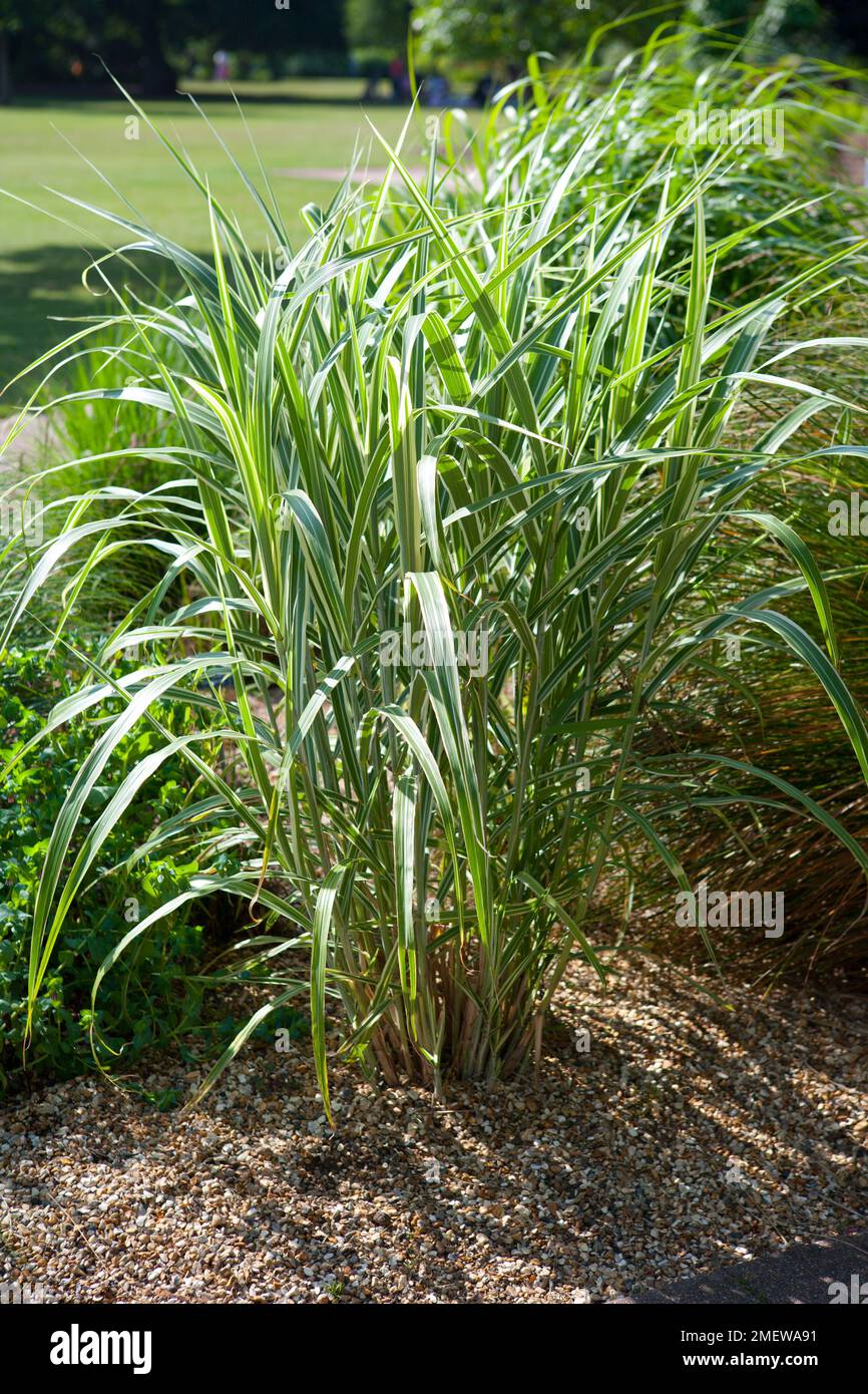 Miscanthus S Cosmopolitan