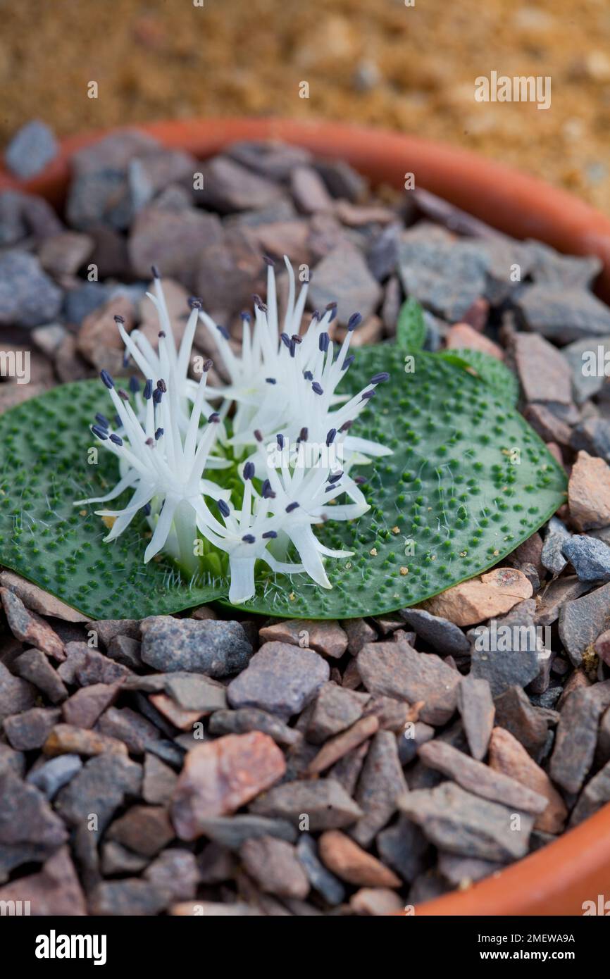 Massonia hi-res stock photography and images - Alamy