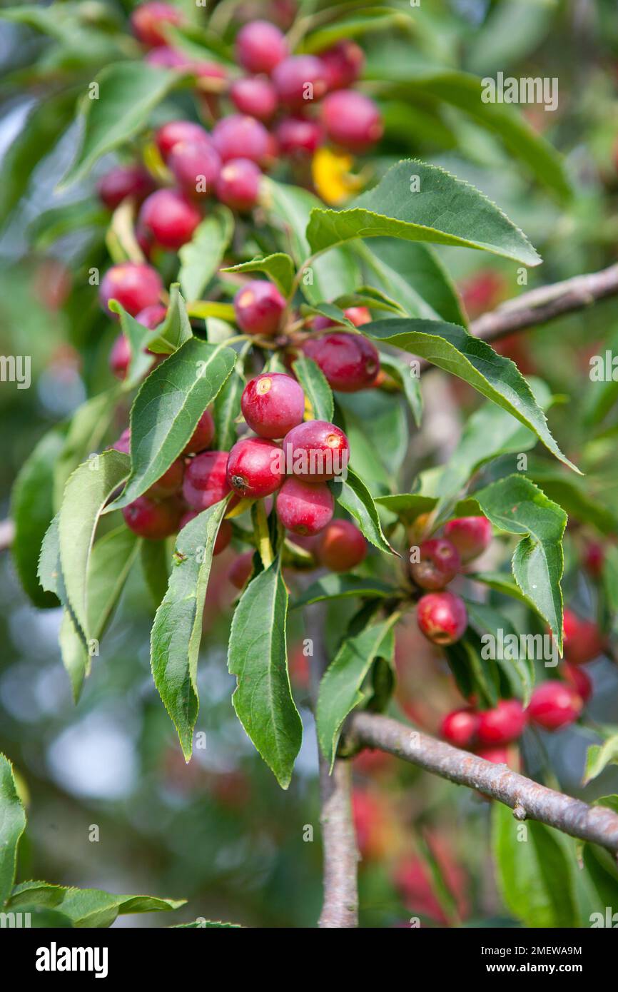 Malus x robusta 'Persicifolia' Stock Photo - Alamy