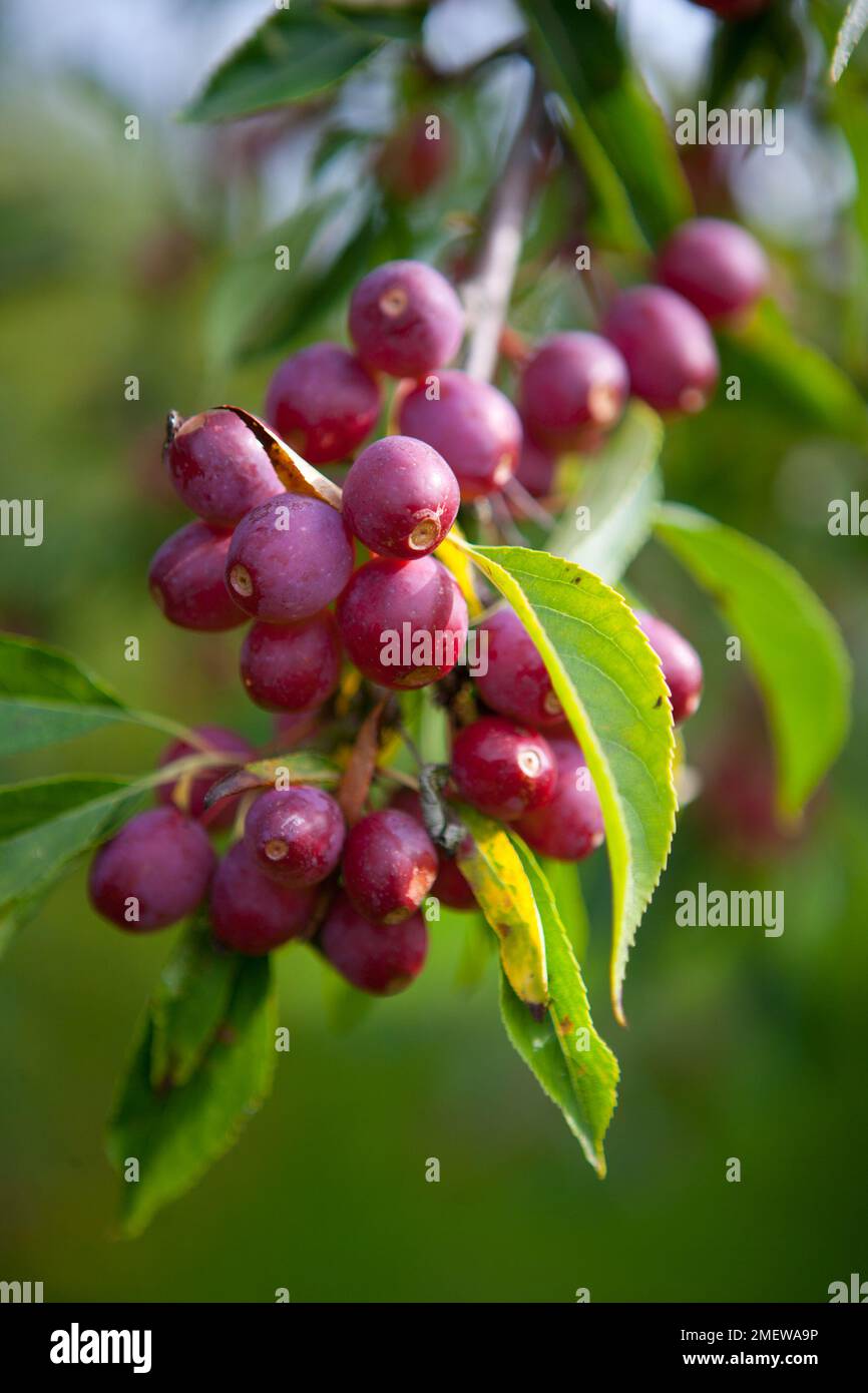 Malus x robusta persicifolia hi-res stock photography and images - Alamy