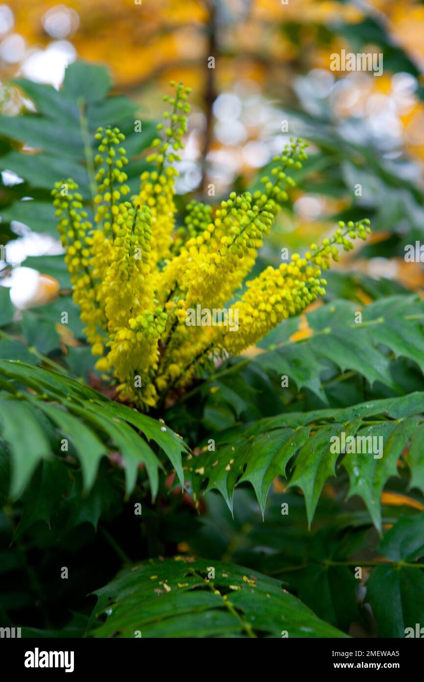 Mahonia winter sun hi-res stock photography and images - Alamy