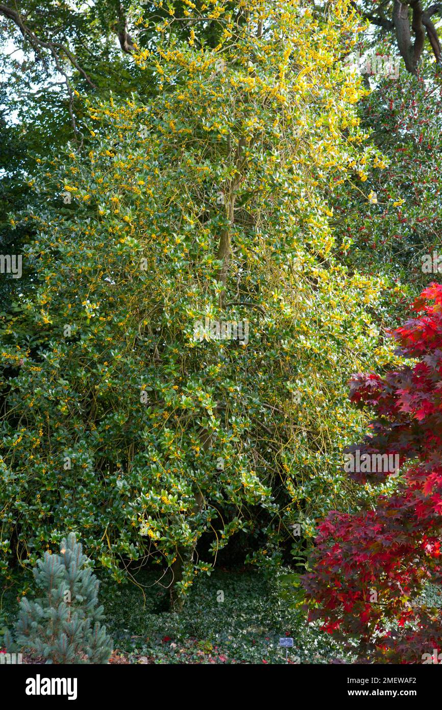 Ilex aquifolium pyramidalis hi-res stock photography and images - Alamy
