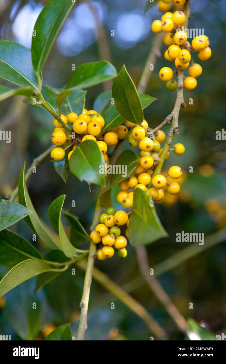 Ilex aquifolium 'Pyramidalis Fruchlu Luteo' Stock Photo - Alamy