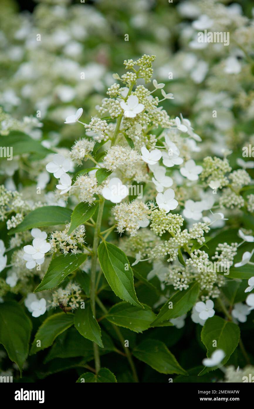 Hydrangea paniculata 'Kyushu' Stock Photo - Alamy