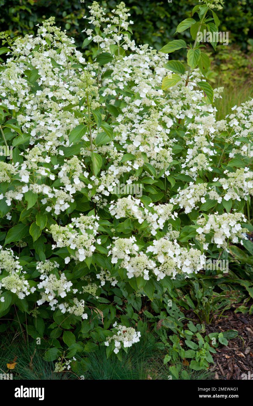 Hydrangea paniculata 'Kyushu' Stock Photo - Alamy