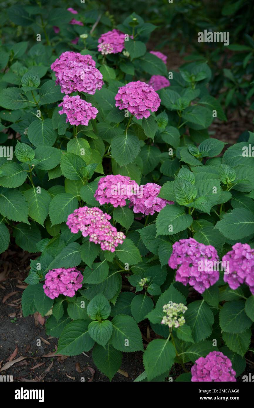 Hydrangea macrophylla 'Queen Elizabeth' Stock Photo - Alamy