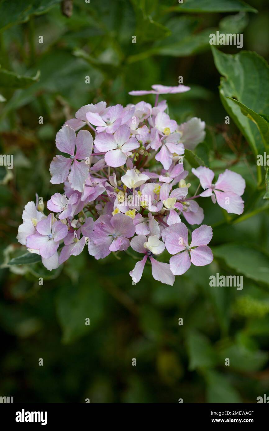 Hydrangea macrophylla 'Maculata' Stock Photo - Alamy