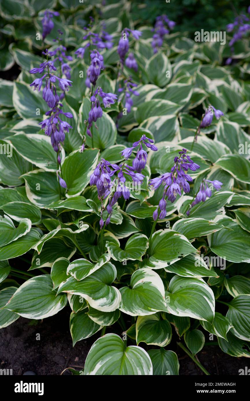 Hosta ventricosa var aureomaculata Stock Photo - Alamy