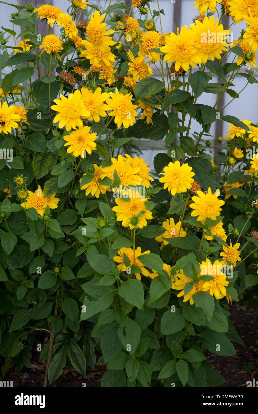 Helianthus 'Double Whammy' Stock Photo - Alamy