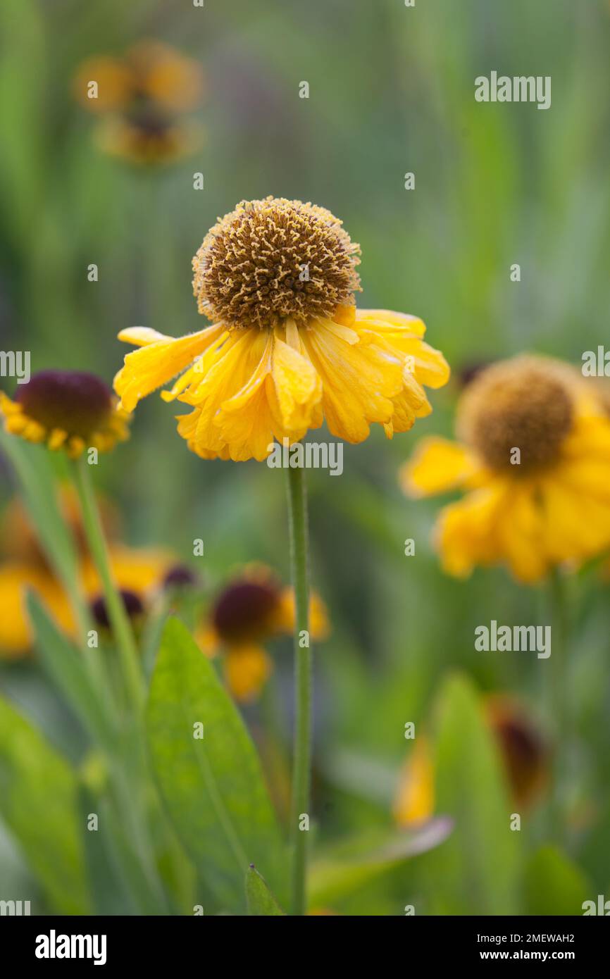 Helenium 'The Bishop' Stock Photo - Alamy