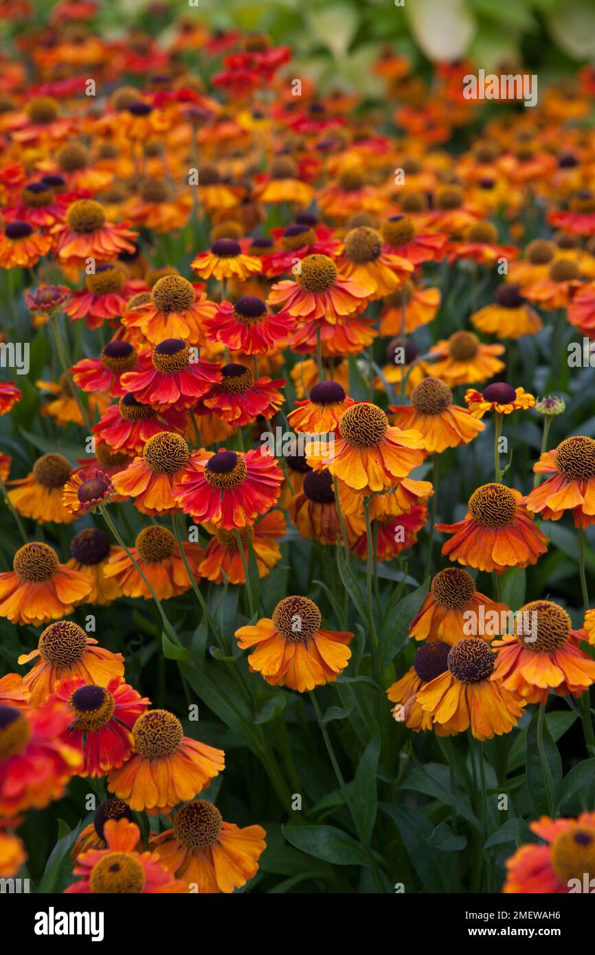 Sahins early flowering hi-res stock photography and images - Alamy