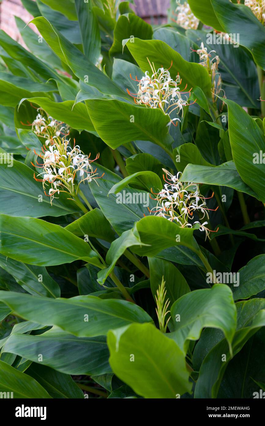 Flowering hedychium plant hi-res stock photography and images - Alamy