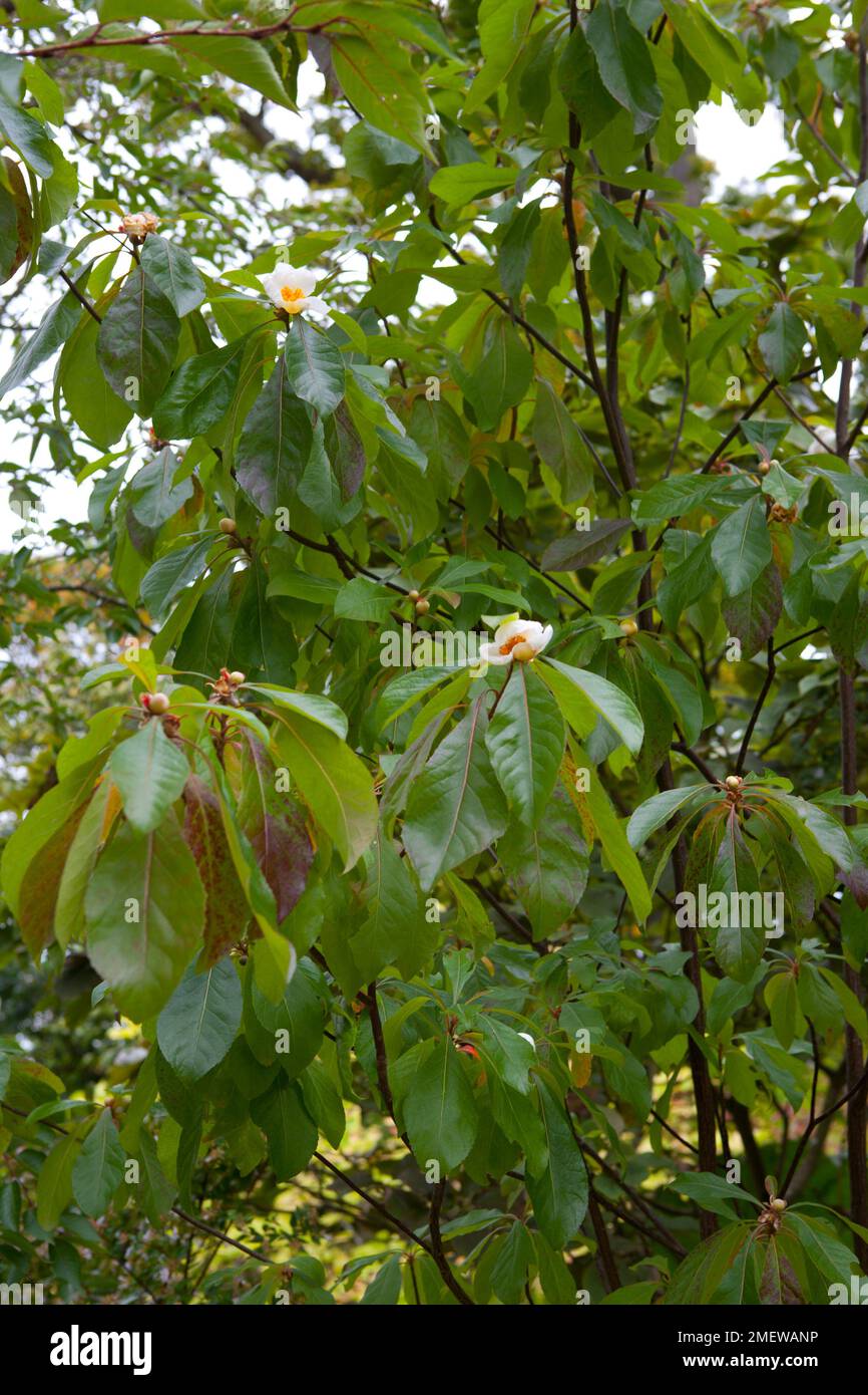 Franklinia hi-res stock photography and images - Alamy