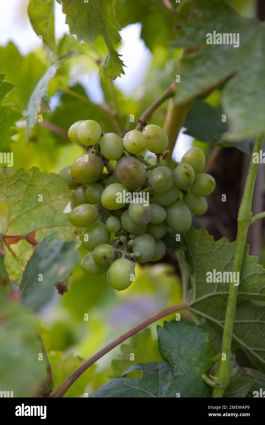 Vitis vinifera 'Muscat of Hungary' Stock Photo - Alamy