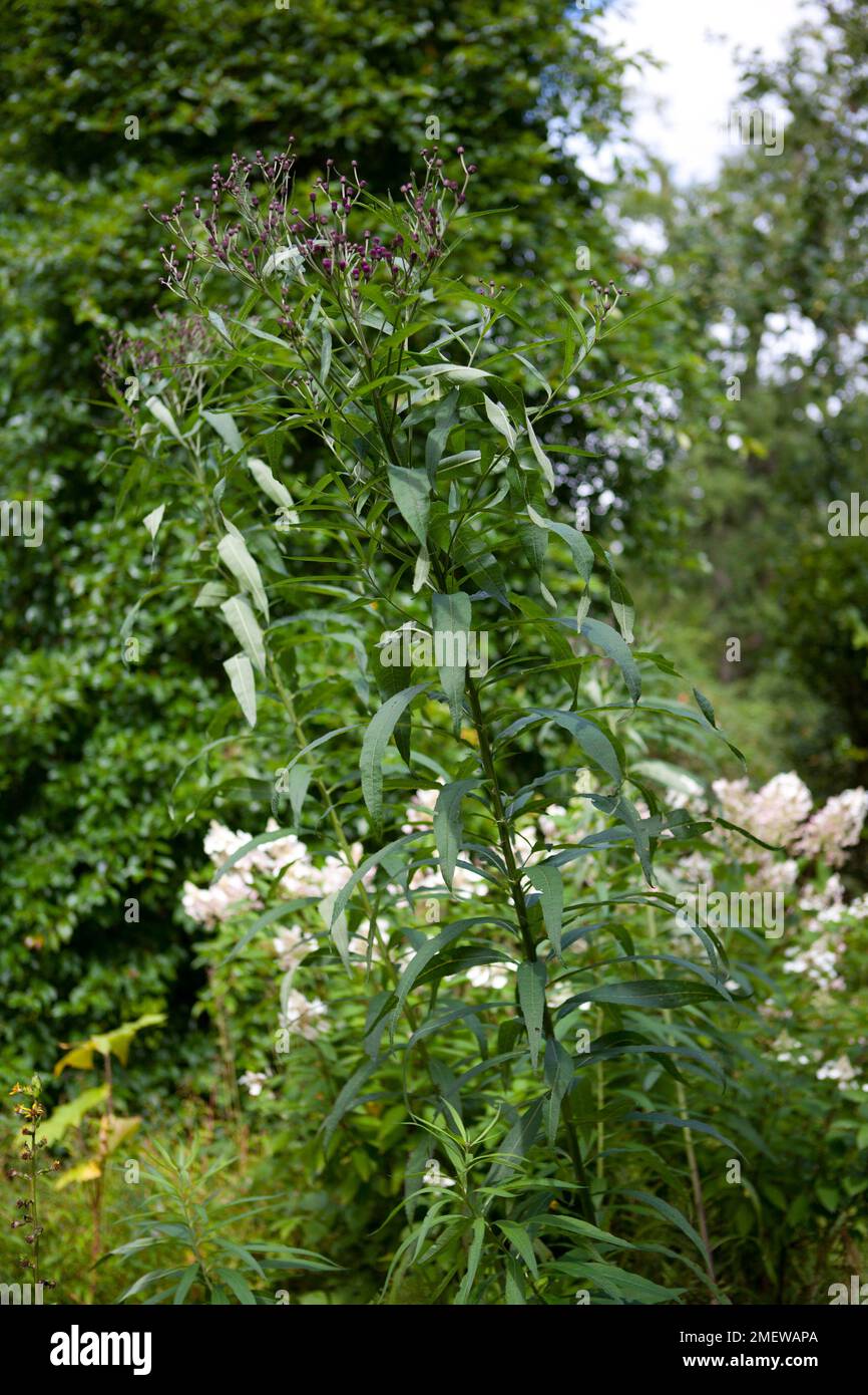 Vernonia leaf hi-res stock photography and images - Alamy