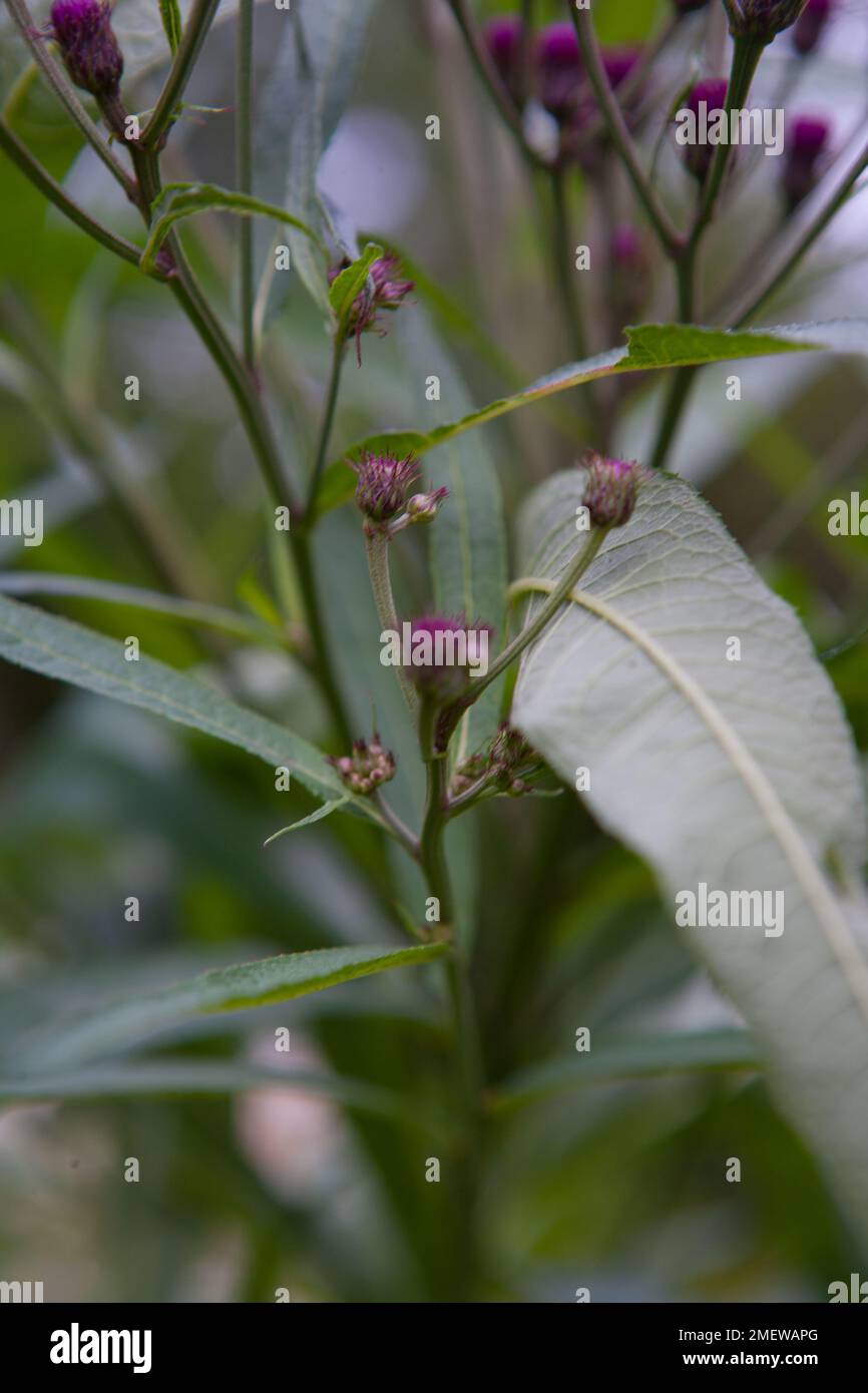 Vernonia leaf hi-res stock photography and images - Alamy