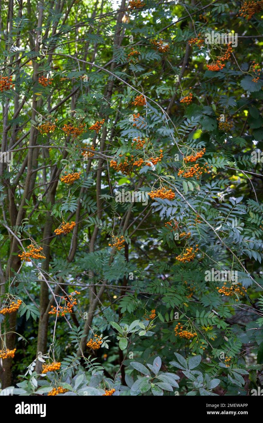 Savill orange hi-res stock photography and images - Alamy