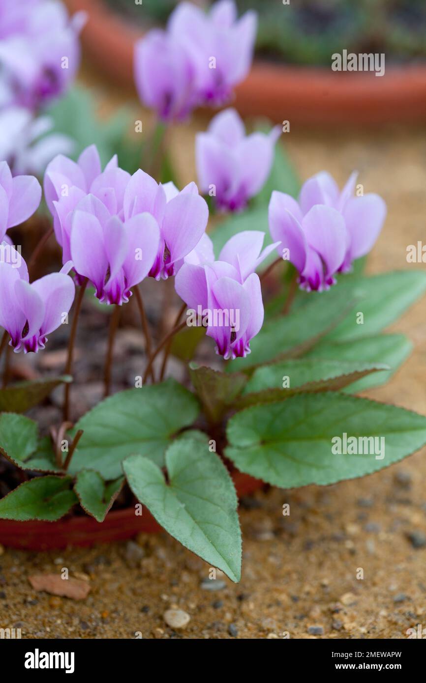 Hederifolium pink hi-res stock photography and images - Alamy