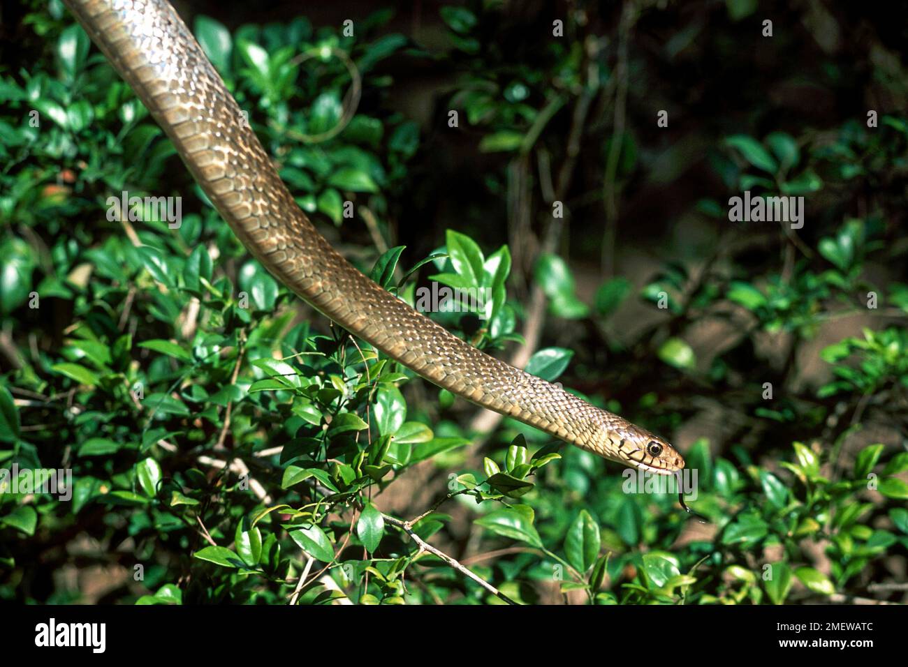 Rat Snake (Ptyas mucosus) captive, The Madras Crocodile Bank Trust and ...