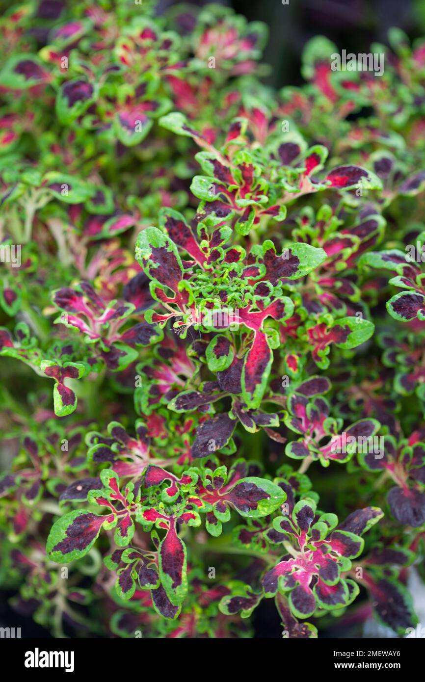 Fire fingers hi-res stock photography and images - Alamy