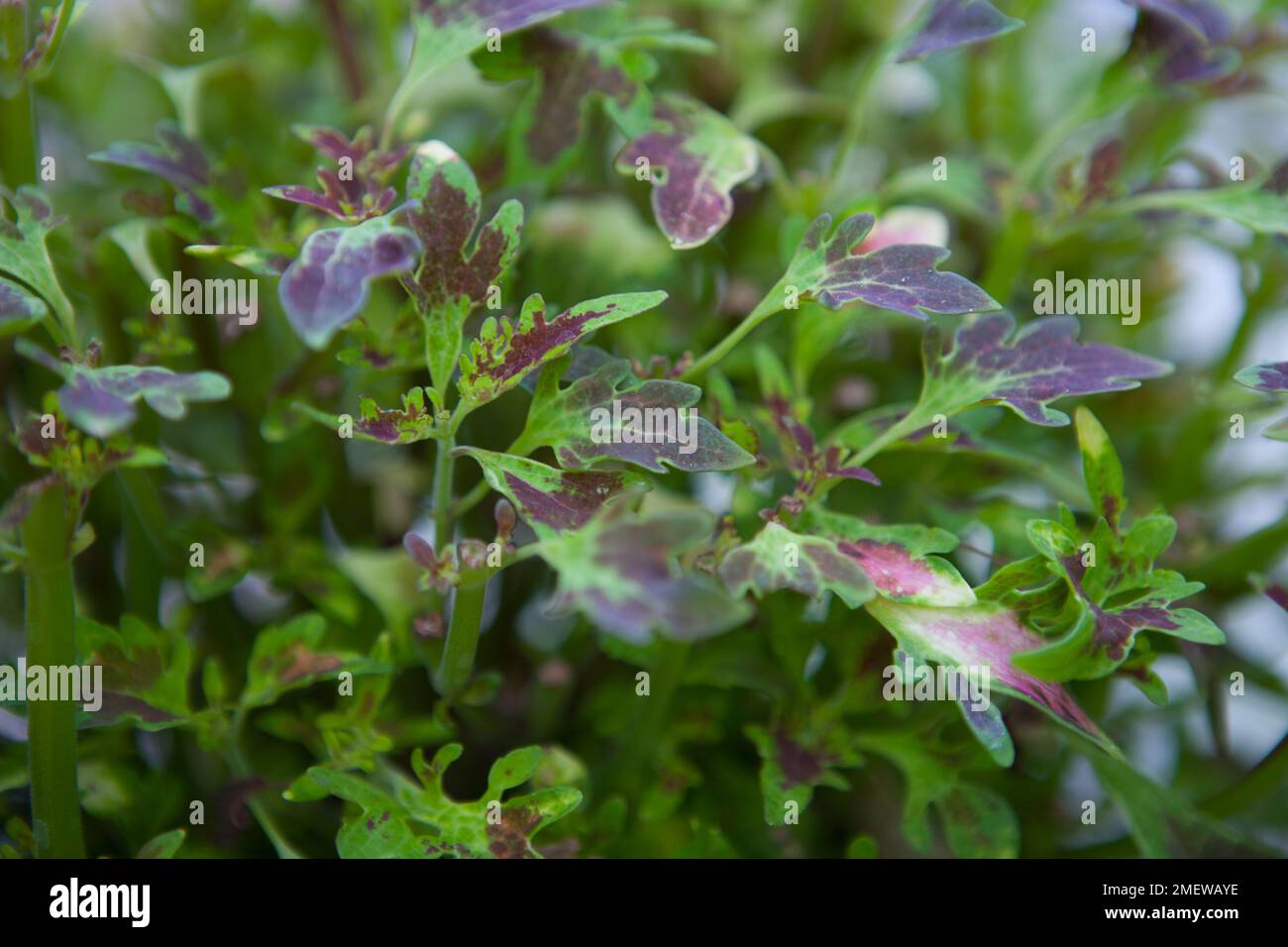 Mars leaves hi-res stock photography and images - Alamy