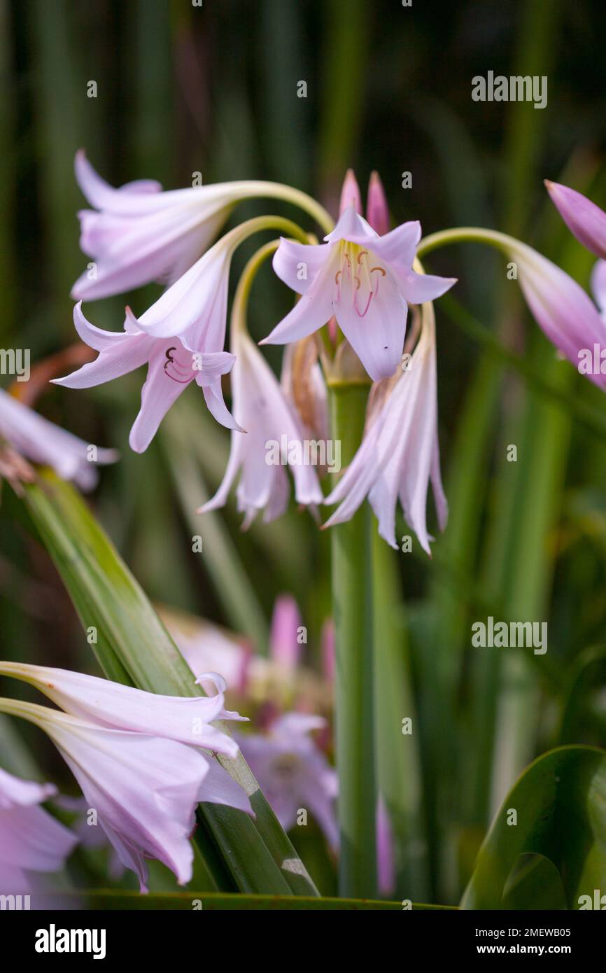 Crinum x powellii album hi-res stock photography and images - Alamy