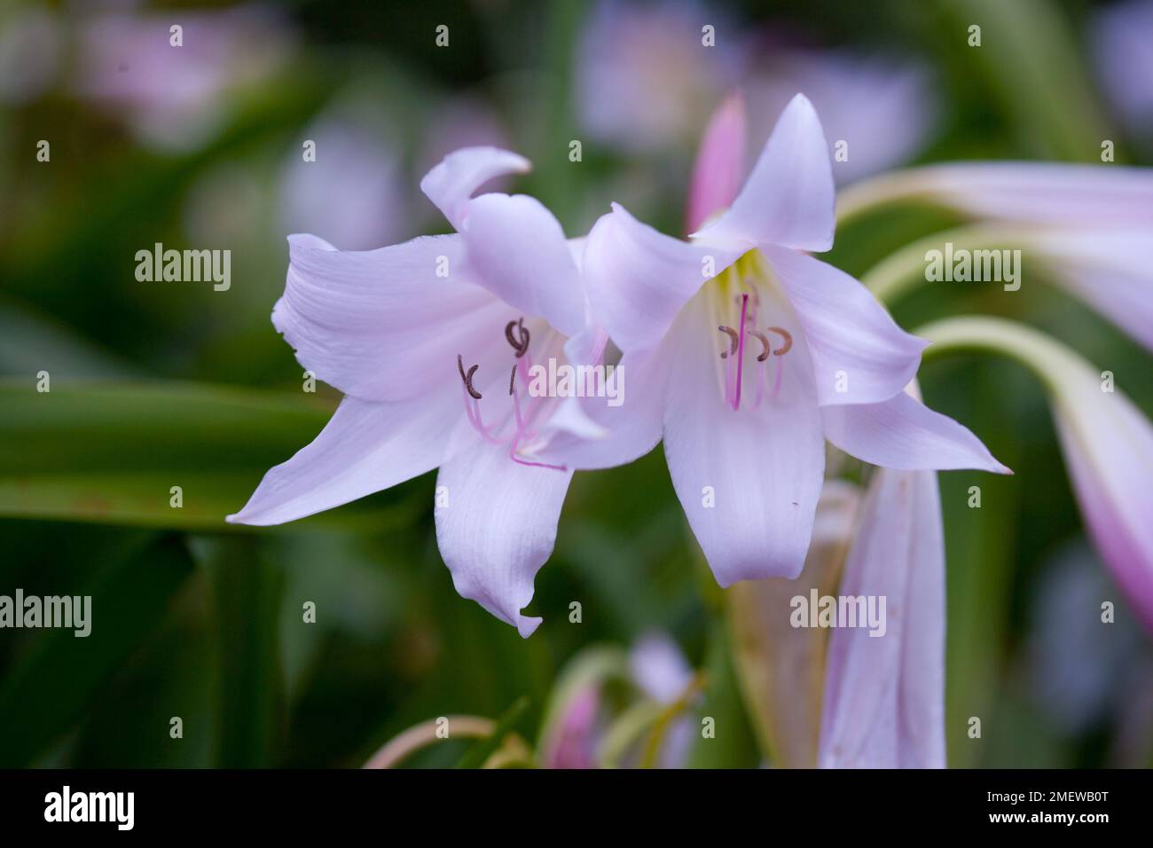 Crinum x powellii 'Album' Stock Photo - Alamy