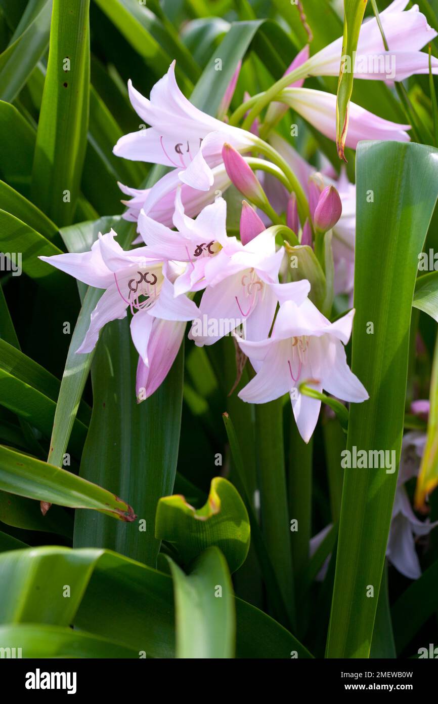 Crinum x powellii 'Album' Stock Photo - Alamy