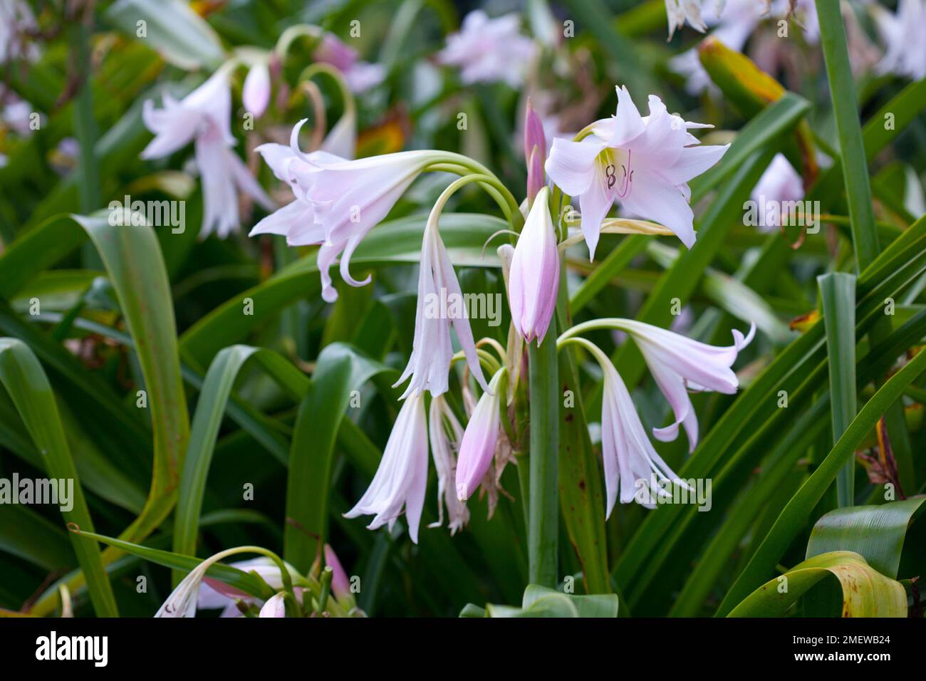 Crinum x powellii 'Album' Stock Photo - Alamy