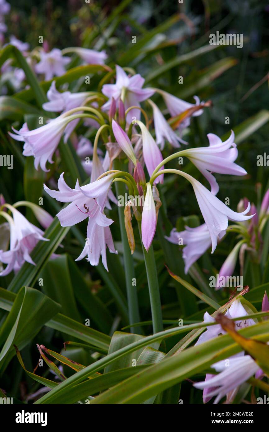 Crinum x powellii album hi-res stock photography and images - Alamy