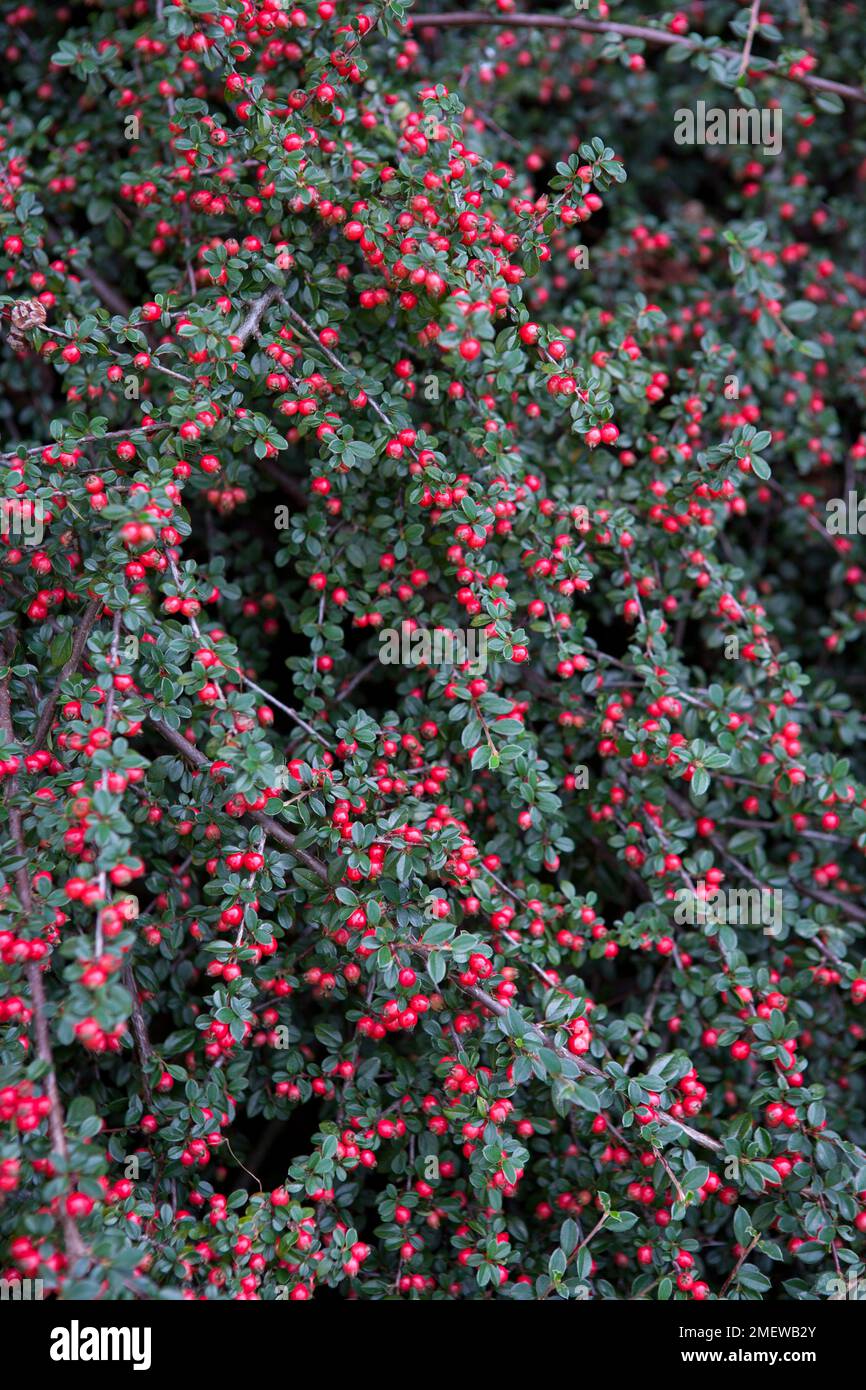 Cotoneaster x suecicus 'Exburiensis' Stock Photo - Alamy