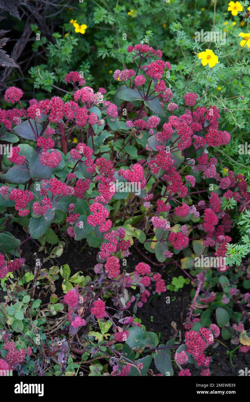 Sedum 'Red Cauli' Stock Photo - Alamy