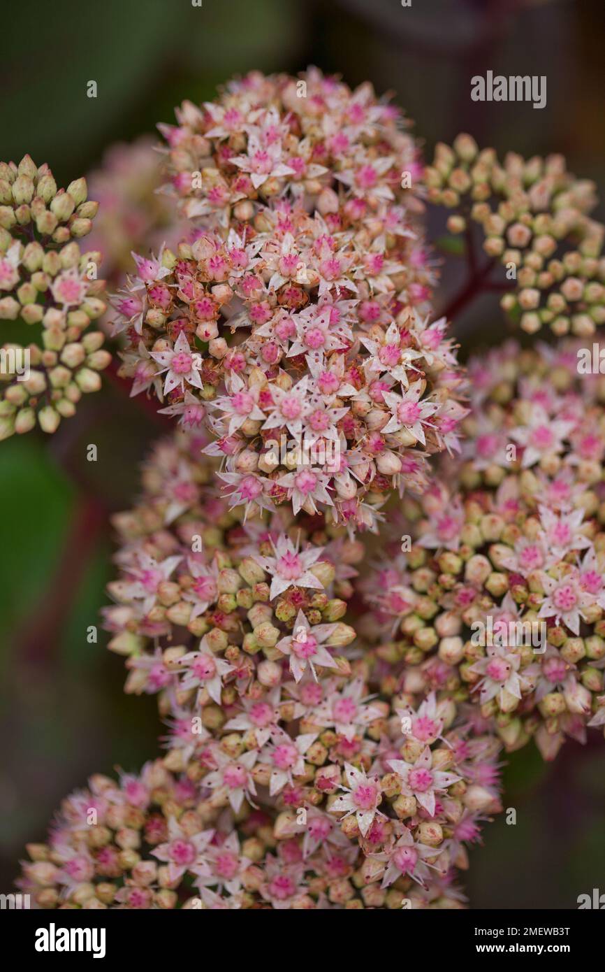 Sedum matrona hi-res stock photography and images - Alamy