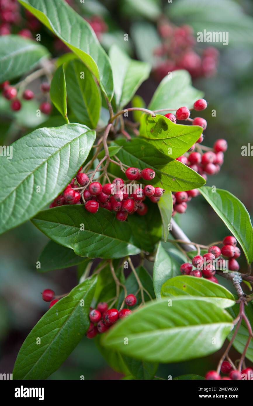 Cotoneaster frigidus 'Saint Monica' Stock Photo - Alamy