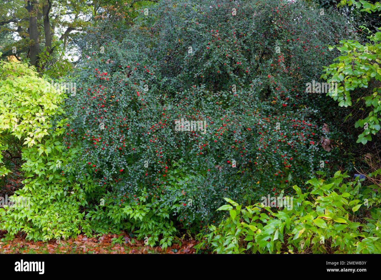 Cotoneaster horizontal hi-res stock photography and images - Alamy
