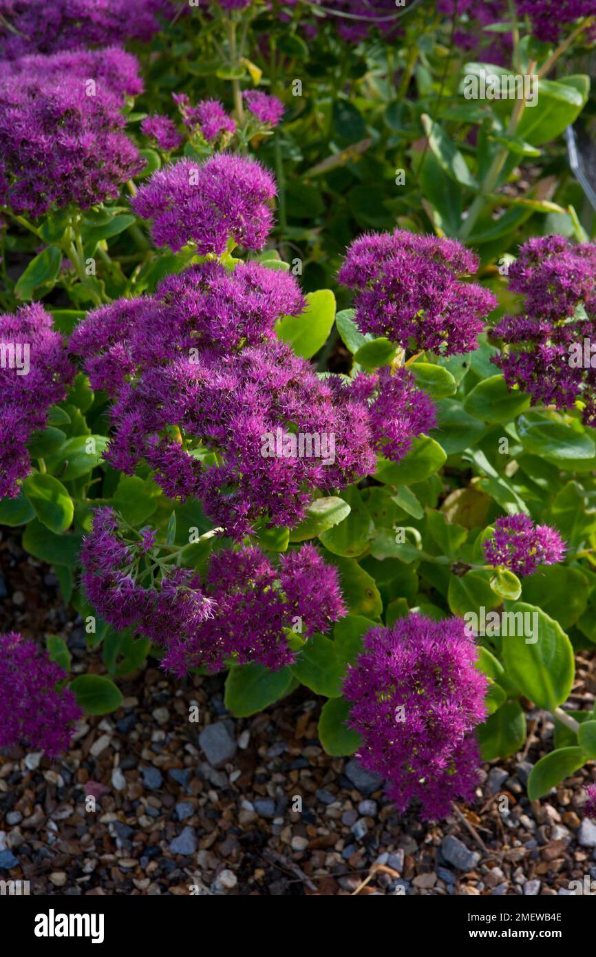 Spectabile brilliant sedum hi-res stock photography and images - Alamy